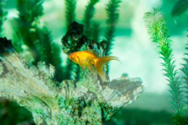 Free percoid fish stock photos. Download the best free percoid fish ...
