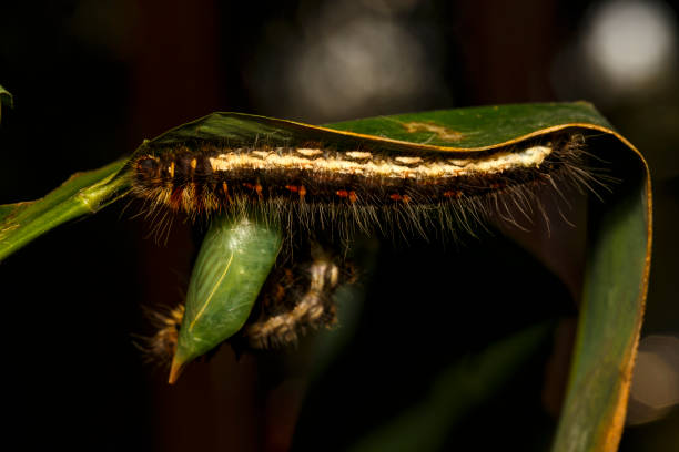 Free picture: leaf, insect, eat, butterfly, larvae