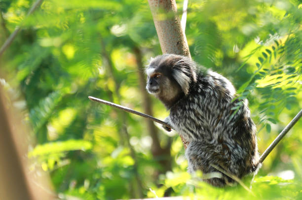 Rio De Janeiro Monkey Pictures | Download Free Images on Unsplash