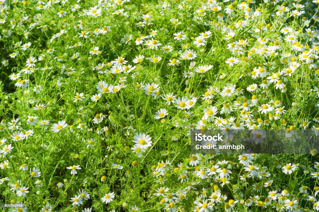 Chamomiles와 풀밭의 배경 0명에 대한 스톡 사진 및 기타 이미지 0명 건강관리와 의술 꽃 식물 Istock