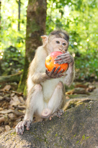 Seekor Monyet Kecil Kera Jantan Duduk Di Atas Batu Dengan Latar ... Seekor Monyet Kecil Kera Jantan Duduk Di Atas Batu Dengan Latar ...