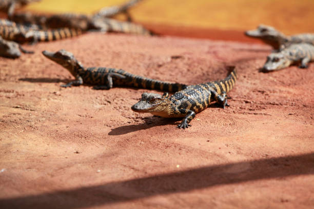 1000+ Baby Crocodile Pictures | Download Free Images on Unsplash