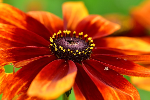 Rudbeckia 꽃 식물에 대한 스톡 사진 및 기타 이미지 꽃 식물 개화기 0명 Istock