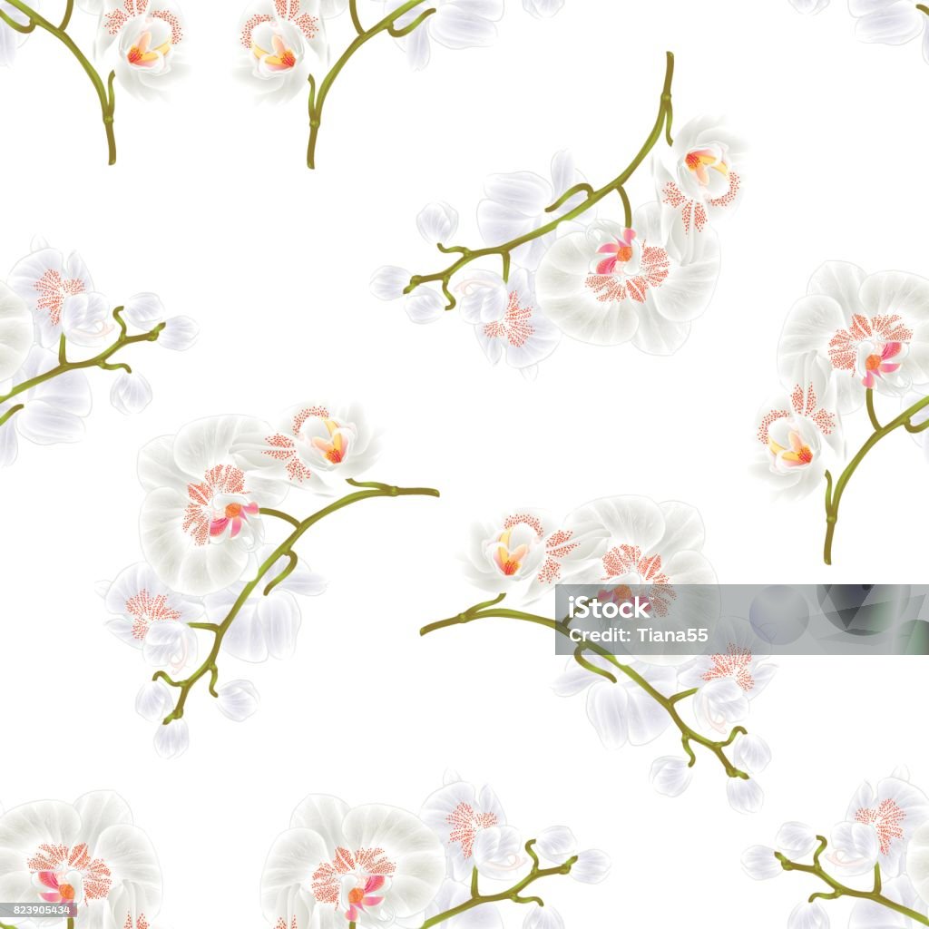 Seamless Texture Branches Orchids Phalaenopsis White Flowers Tropical