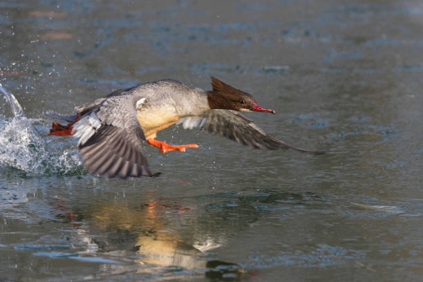 10+ Merganser ducks free images