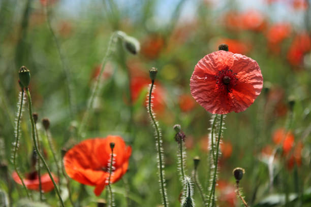 Mohn Rot Mohnblume Roter - Free photo on Pixabay