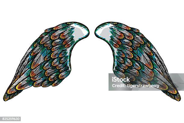 Paire De La Propagation Colorée Des Oiseaux Ou Ange Ailes Daigle
