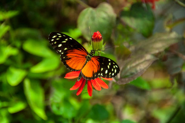 Vlinder Pictures | Download Free Images on Unsplash
