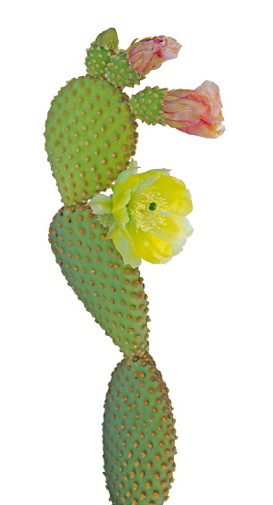 Opuntia 캐터스 흰색 바탕에 흰색 배경 0명에 대한 스톡 사진 및 기타 이미지 0명 계절 꽃 식물 Istock
