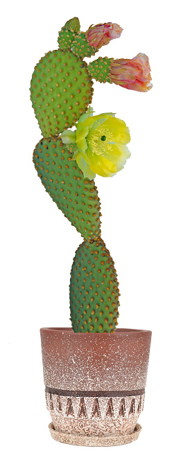 Opuntia 캐터스 흰색 바탕에 흰색 배경 0명에 대한 스톡 사진 및 기타 이미지 0명 계절 꽃 식물 Istock