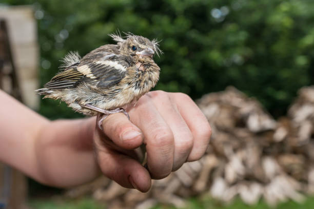 Bird Knutt Coast - Free photo on Pixabay