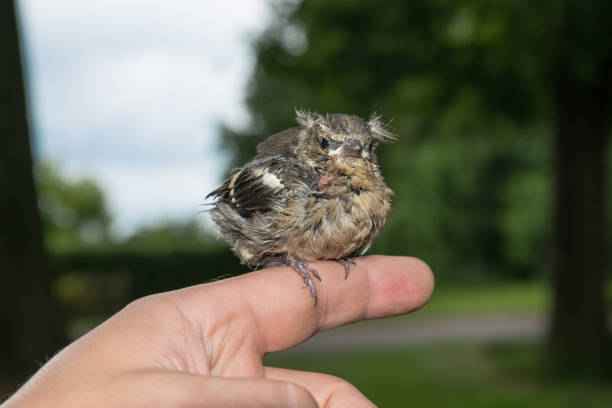 Bird Knutt Coast - Free photo on Pixabay