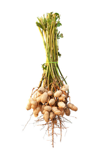 Free Stock Photo of Bunch of Peanuts | Download Free Images and Free ...