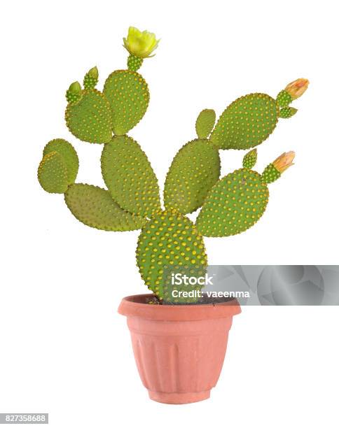 Opuntia 캐터스 흰색 바탕에 흰색 배경 0명에 대한 스톡 사진 및 기타 이미지 0명 노랑 부채선인장 Istock
