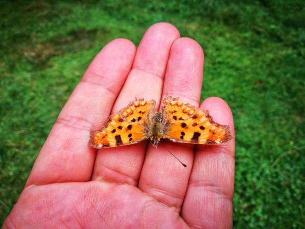 Butterfly C Falter Edelfalter - Free photo on Pixabay