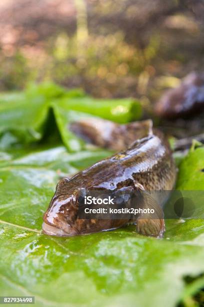 Ikan Bullhead Air Tawar Atau Ikan Goby Bulat Foto Stok - Unduh Gambar ... Ikan Bullhead Air Tawar Atau Ikan Goby Bulat Foto Stok - Unduh Gambar ...