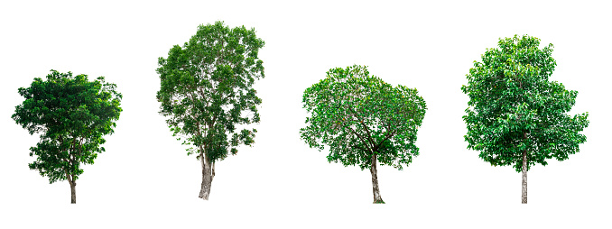 Photo Libre De Droit De Collection Darbres Verts Isolé Sur Fond Blanc