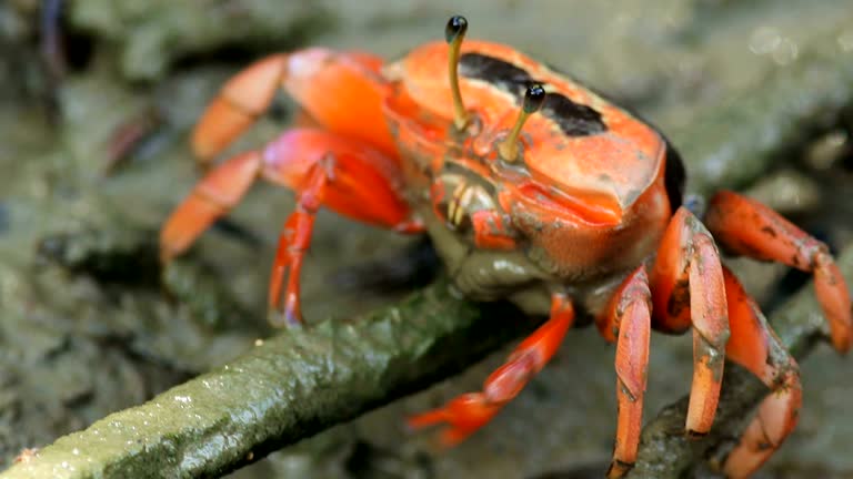 Free Mangrove Crab Stock Video Footage 1131 Free Downloads