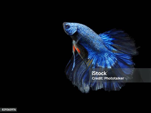 Betta 물고기 검은 배경에 고립 Betta Splendens 샴 싸우는 물고기의 순간 이동 투어에 대한 스톡 사진 및 기타