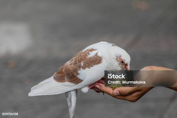 Merpati Makan Dari Tangan Di Jalan Di Saigon Vietnam Fokus Selektif ... Merpati Makan Dari Tangan Di Jalan Di Saigon Vietnam Fokus Selektif ...