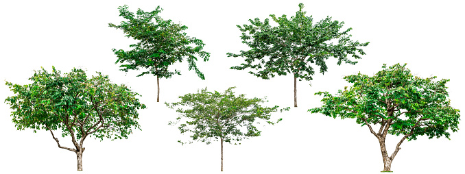 Photo Libre De Droit De Collection Darbres Verts Isolé Sur Fond Blanc