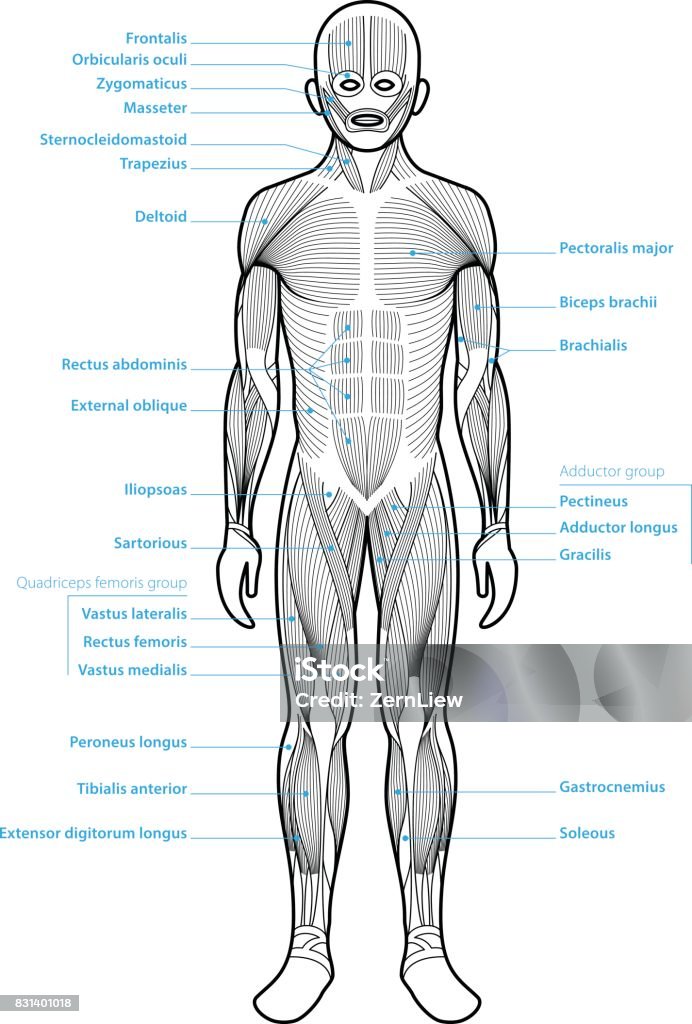 Human Anatomy Muscle Groups Stock Illustration - Download Image Now ... Human Anatomy Muscle Groups Stock Illustration - Download Image Now ...