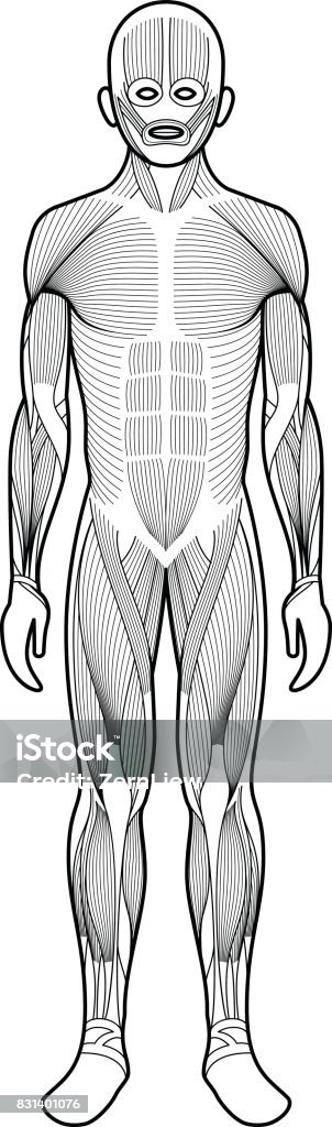 Human Anatomy Muscle Groups Stock Illustration - Download Image Now ... Human Anatomy Muscle Groups Stock Illustration - Download Image Now ...