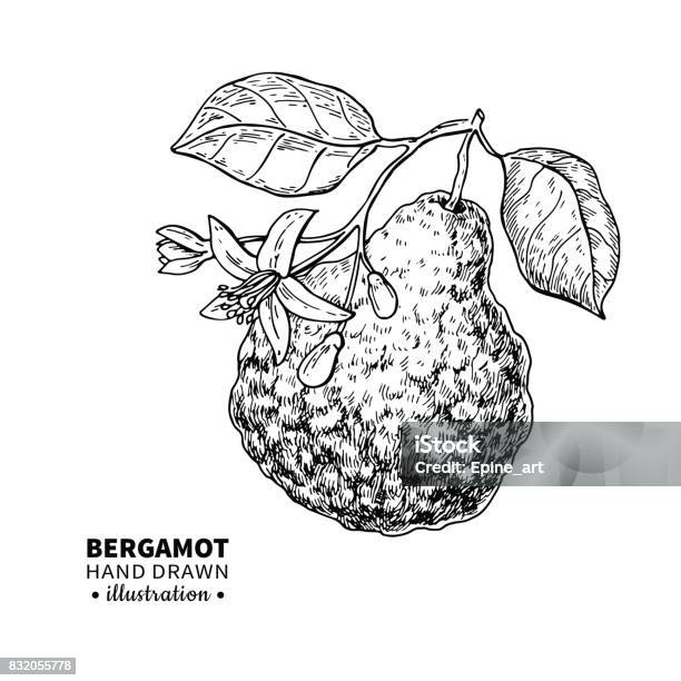 Bergamot 벡터 그림입니다 빈티지 일러스트 조각으로 감귤 류 과일의 고립 유기 음식입니다 에센셜 오일 베르가못에 대한 스톡