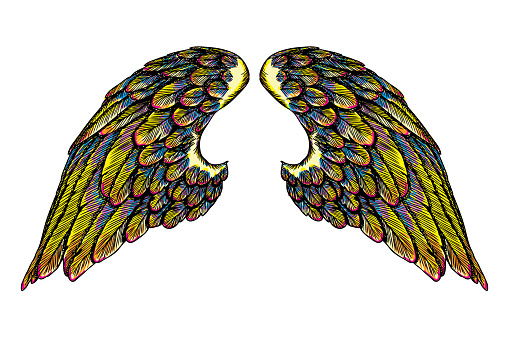Paire De La Propagation Colorée Des Oiseaux Ou Ange Ailes Daigle