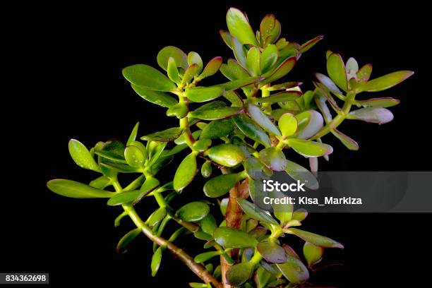 Crassula Ovata 또는 돈 나무 다 육 식물 근접 촬영 검은 배경에 0명에 대한 스톡 사진 및 기타 이미지 0명