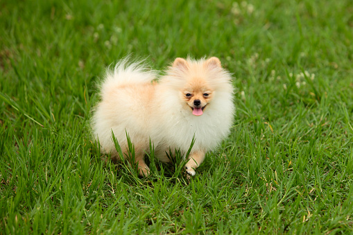 Pomeranian 강아지 녹색 잔디밭에 서 서 행복 하 게 갈색에 대한 스톡 사진 및 기타 이미지 갈색 강아지 개 개