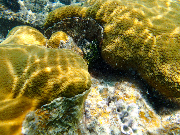 Free Stock Photo of Coral Culebra Sign | Download Free Images and Free ...