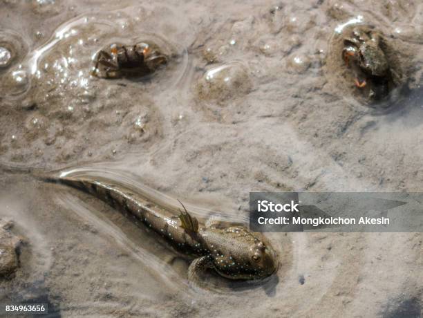 Mudskipper와 Meder의 맹그로브 게 갈고리 발톱에 대한 스톡 사진 및 기타 이미지 갈고리 발톱 게 구멍