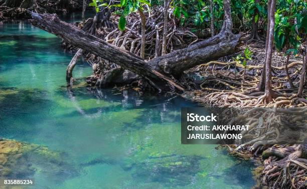 Ekosistem Hutan Mangrove Dengan Akar Mangrove Dan Air Biru Hijau Jernih