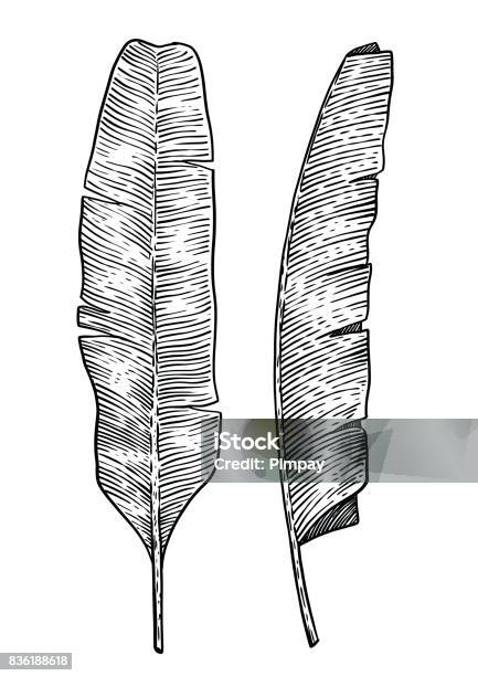 Ilustrasi Daun Pisang Gambar Ukiran Tinta Seni Garis Vektor Ilustrasi
