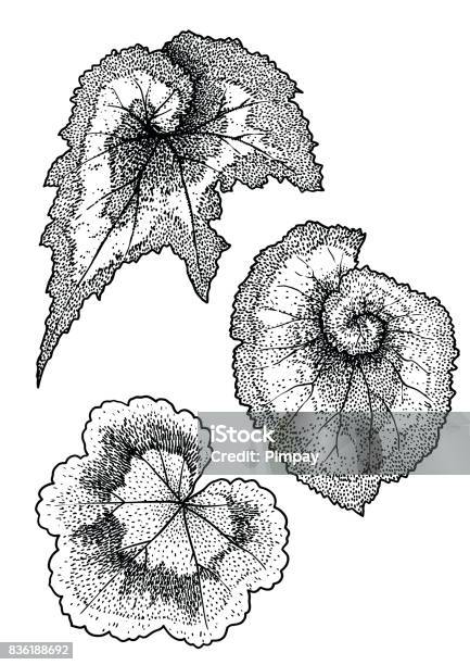 Ilustrasi Daun Begonia Gambar Ukiran Tinta Seni Garis Vektor Ilustrasi