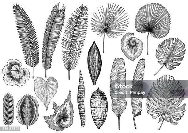 Ilustrasi Daun Tropis Gambar Ukiran Tinta Seni Garis Vektor Ilustrasi