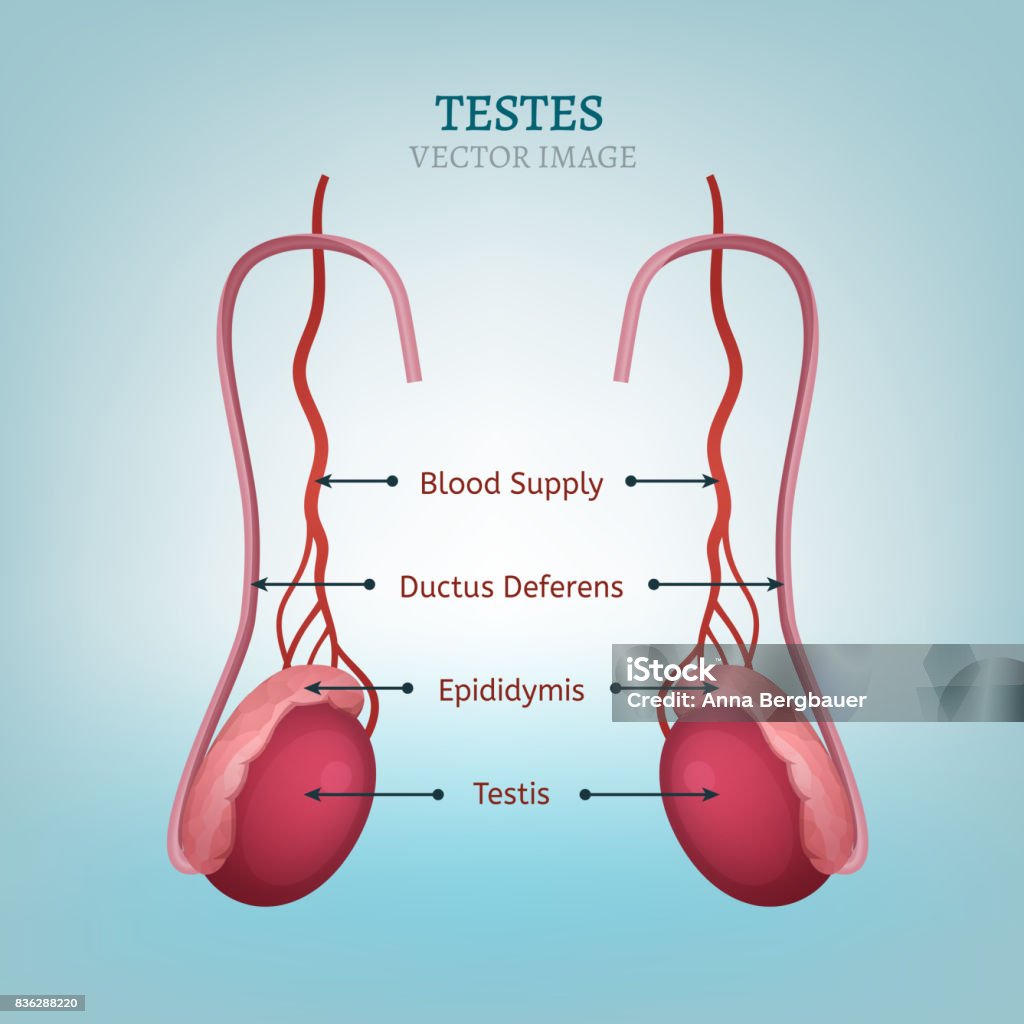 Male Testes Image Stock Illustration Download Image Now Vasectomy
