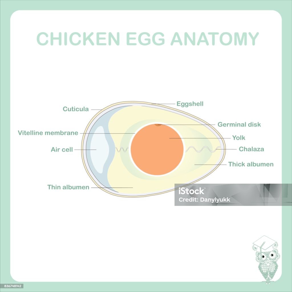Schematic Chicken Egg Anatomy Stock Vector Illustration Stock ... Schematic Chicken Egg Anatomy Stock Vector Illustration Stock ...