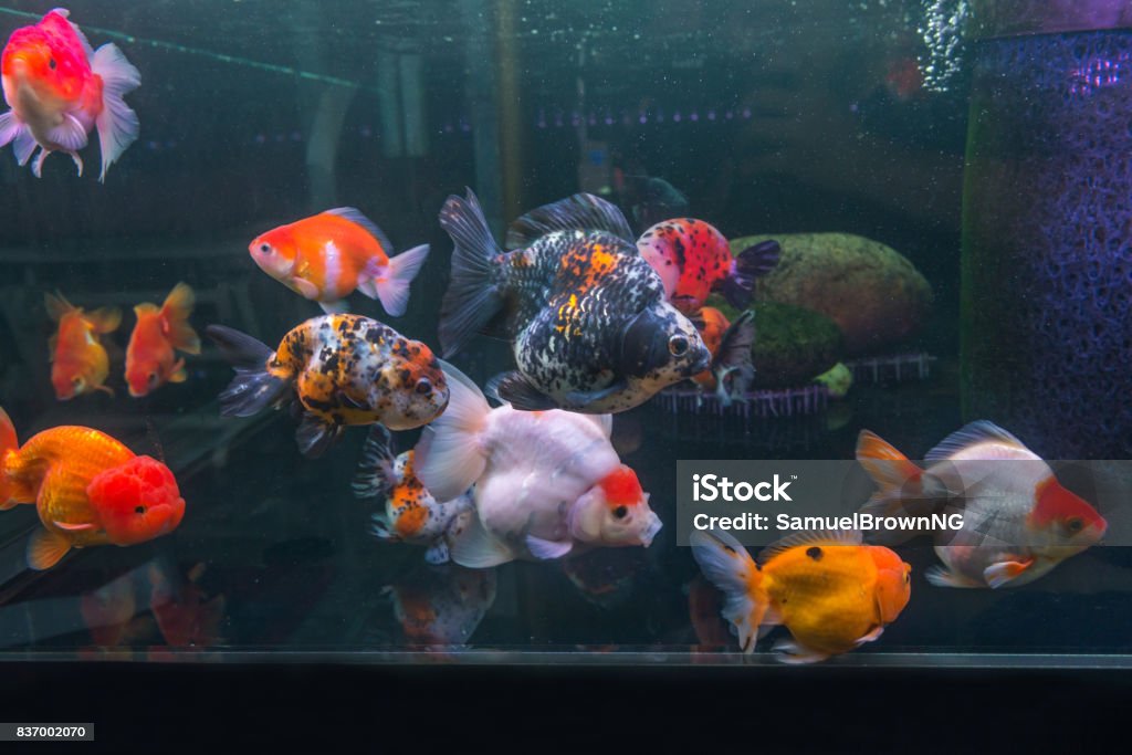 Ikan Mas Ranchu Jepang Warnawarni Ikan Mas Ryukin Ikan Mas Oranda Foto ... Ikan Mas Ranchu Jepang Warnawarni Ikan Mas Ryukin Ikan Mas Oranda Foto ...