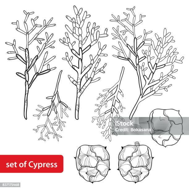 Vektor Diatur Dengan Garis Besar Cypress Atau Cupressus Sempervirens