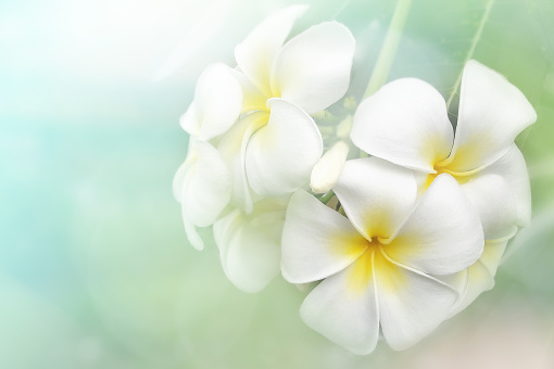 Plumeria 꽃 이나 나무에 피 Frangipanni 프랑지파니에 대한 스톡 사진 및 기타 이미지 프랑지파니 배경 주제