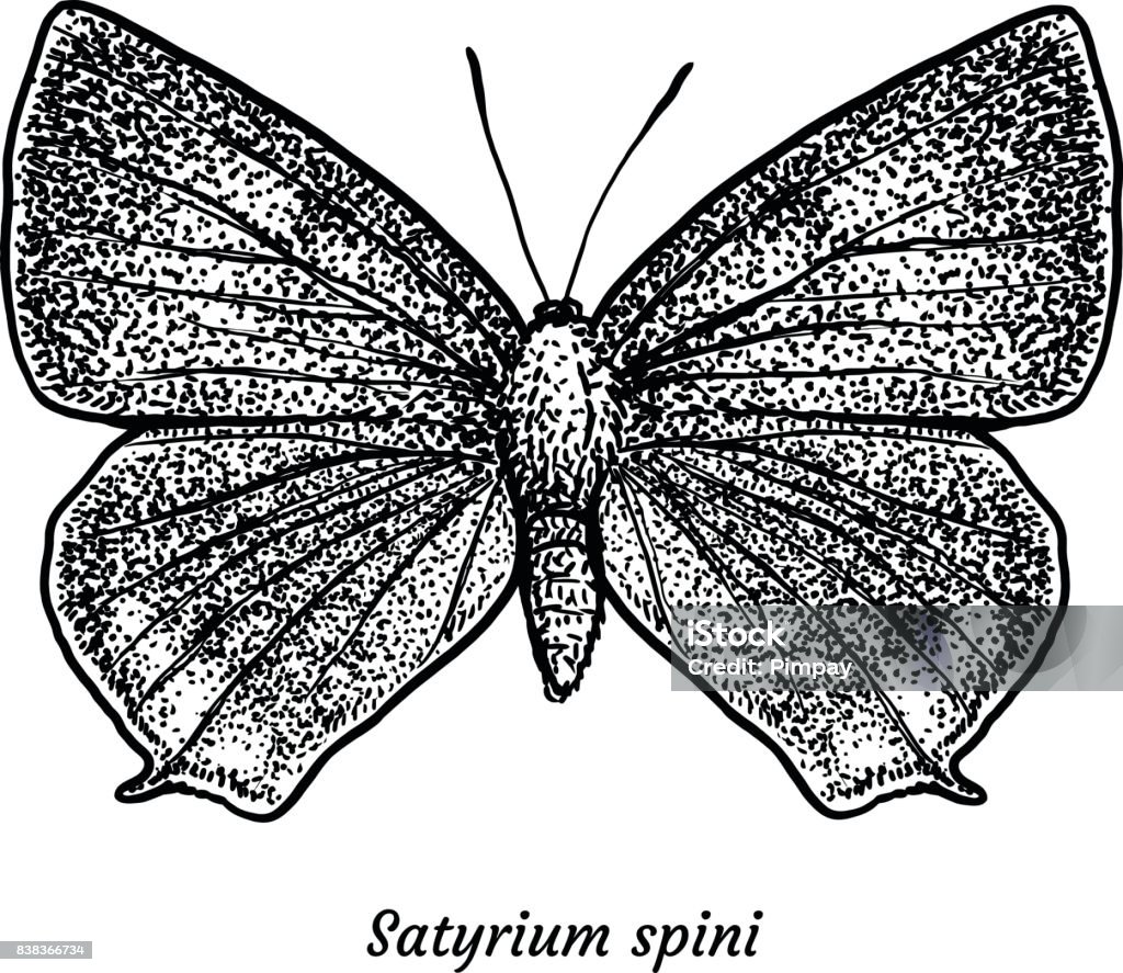 Blue Spot Hairstreak Butterfly Illustration Drawing Engraving Ink Line
