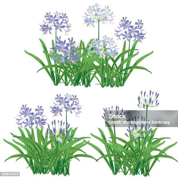 Agapanthus Set8 아가판투스 백합에 대한 스톡 벡터 아트 및 기타 이미지 아가판투스 백합 0명 꽃 나무
