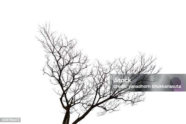 Leafless 지점 또는 클리핑 경로와 흰색 배경에 고립 된 죽은 나무 0명에 대한 스톡 사진 및 기타 이미지 0명 가구