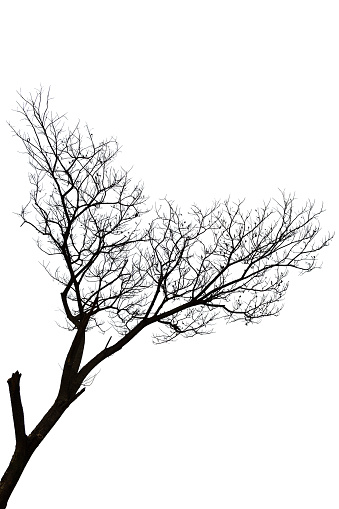 Leafless 지점 또는 클리핑 경로와 흰색 배경에 고립 된 죽은 나무 0명에 대한 스톡 사진 및 기타 이미지 0명 가구