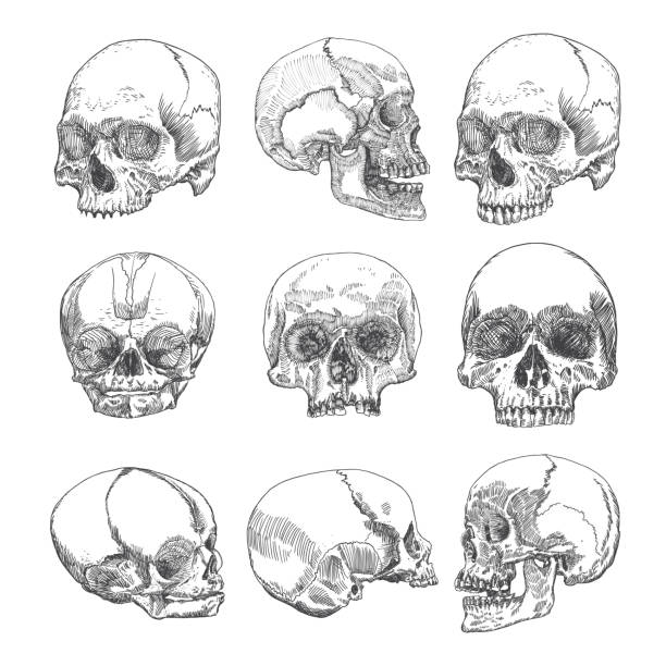 70 Anatomik Model Stock Illustrations Royalty Free Vector Graphics And Clip Art Istock