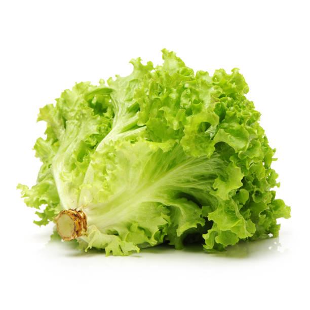 Free Stock Photo of Flowering lettuce plant with green leaf lettuce ...