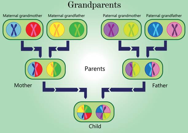 760+ Gene Inheritance Stock Photos, Pictures & Royalty-Free Images - iStock 760+ Gene Inheritance Stock Photos, Pictures & Royalty-Free Images - iStock