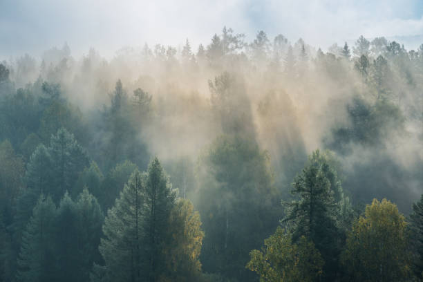 Free picture: fog, mountain, nature, landscape, dawn, mist, wood, tree